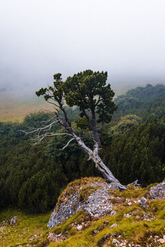 Zirbenbaum-Bilder: Stock-Fotos & -Videos. | Adobe Stock