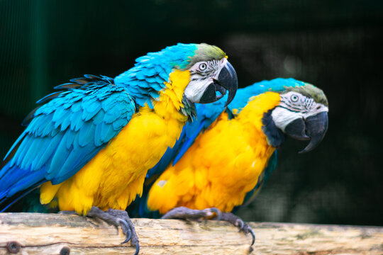 Ararauna Images – Browse 7,226 Stock Photos, Vectors, and Video | Adobe ...