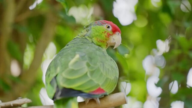 Amazonas Images – Browse 28,284 Stock Photos, Vectors, and Video ...