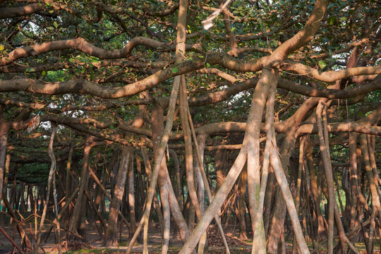 "Prop Root" Bilder – Durchsuchen 534 Archivfotos, Vektorgrafiken und ...