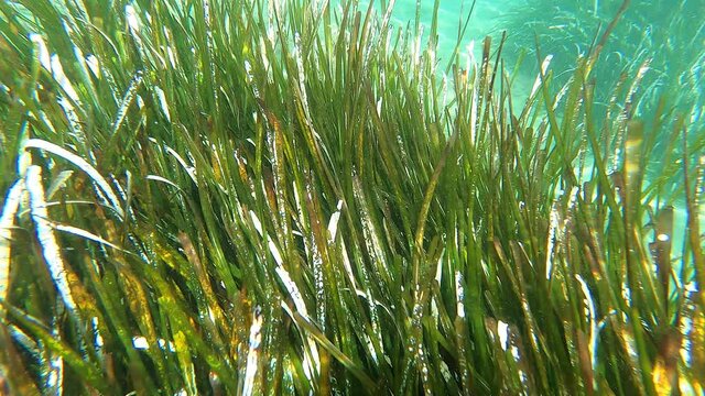 Seagrass Images – Browse 63,978 Stock Photos, Vectors, and Video ...