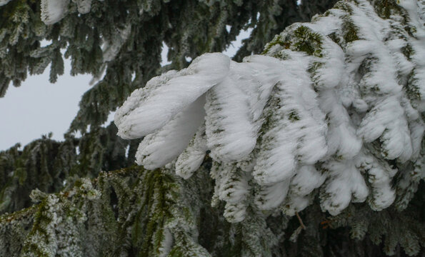 Imágenes de Konifere: descubre bancos de fotos, ilustraciones, vectores ...