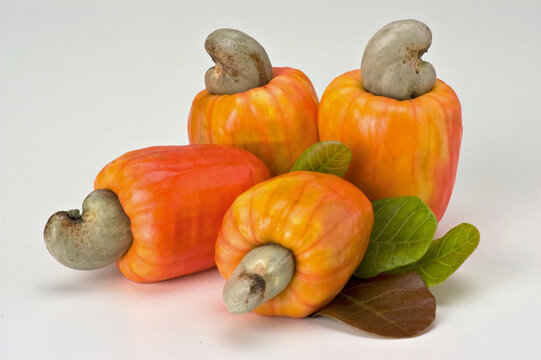 Caju bilder – Bläddra bland 968 stockfoton, vektorer och videor | Adobe ...