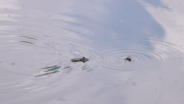 รูปภาพAmphib – เลือกดูภาพถ่ายสต็อก เวกเตอร์ และวิดีโอ619 | Adobe Stock