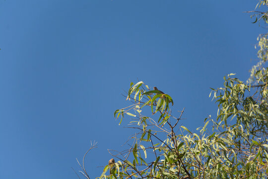 Imágenes de Ramaje: descubre bancos de fotos, ilustraciones, vectores y ...