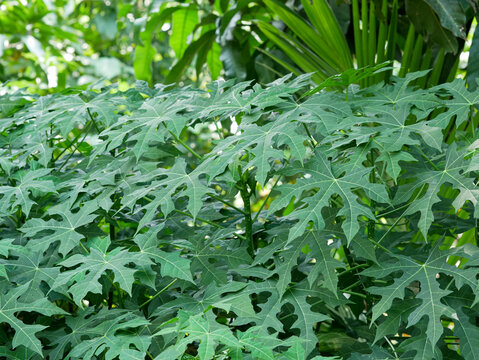 Chaya Bilder – Durchsuchen 1,241 Archivfotos, Vektorgrafiken und Videos ...