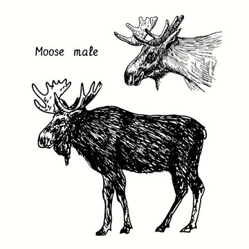 Female Moose Drawing