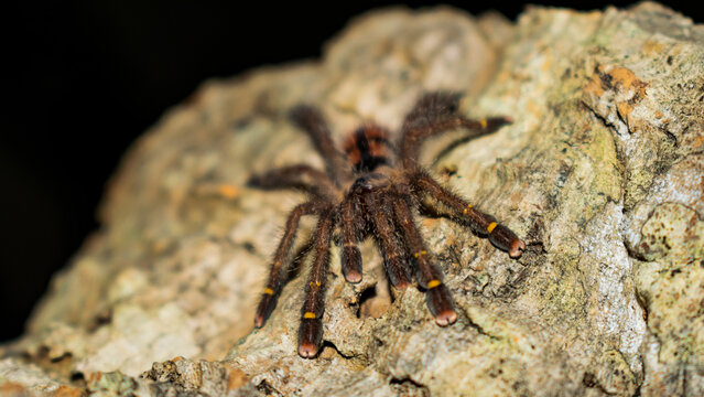 Mygalomorphae Images – Browse 418 Stock Photos, Vectors, and Video ...