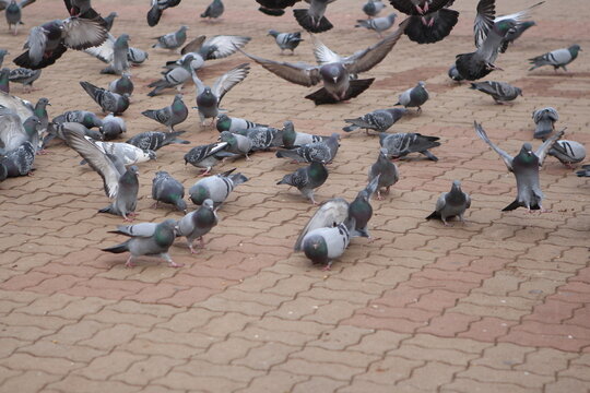 Taubenbabys Bilder – Durchsuchen 10,329 Archivfotos, Vektorgrafiken und ...