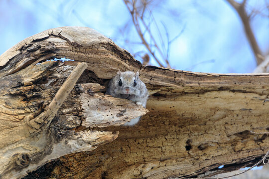 รูปภาพPteromyini – เลือกดูภาพถ่ายสต็อก เวกเตอร์ และวิดีโอ4,128 | Adobe ...