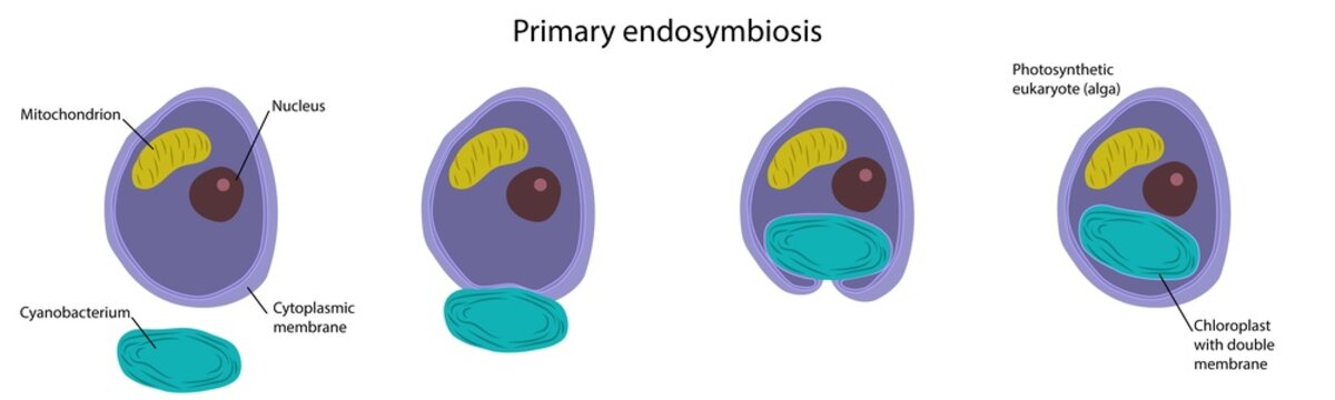 Endosymbiosis Images – Browse 40 Stock Photos, Vectors, and Video ...