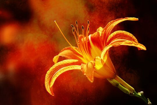 Cordelia Képek – Böngésszen 89 stockfotókat, vektorokat és videókat ...