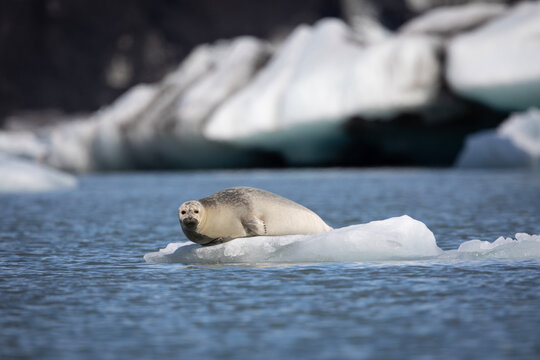 「Seerobbe」の画像 - 290 件の Stock 写真、ベクターおよびビデオ | Adobe Stock