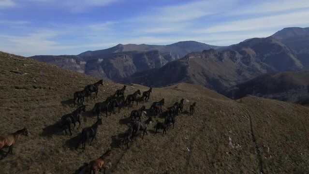 Imágenes de "Kabarda Horse": descubre bancos de fotos, ilustraciones ...