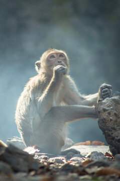 รูปภาพMonky – เลือกดูภาพถ่ายสต็อก เวกเตอร์ และวิดีโอ501,990 | Adobe Stock