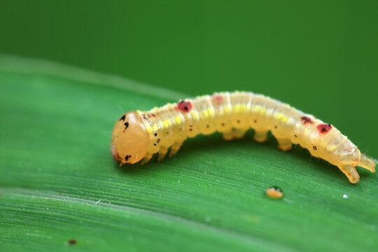 รูปภาพLarvae – เลือกดูภาพถ่ายสต็อก เวกเตอร์ และวิดีโอ147,964 | Adobe Stock