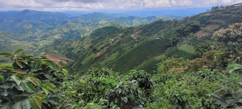 Cafetales bilder – Bläddra bland 221 stockfoton, vektorer och videor ...