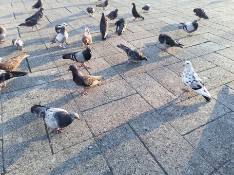 Taubenbabys Bilder – Durchsuchen 10,329 Archivfotos, Vektorgrafiken und ...