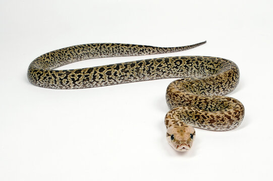 Tigerpython bilder – Bläddra bland 124 stockfoton, vektorer och videor ...