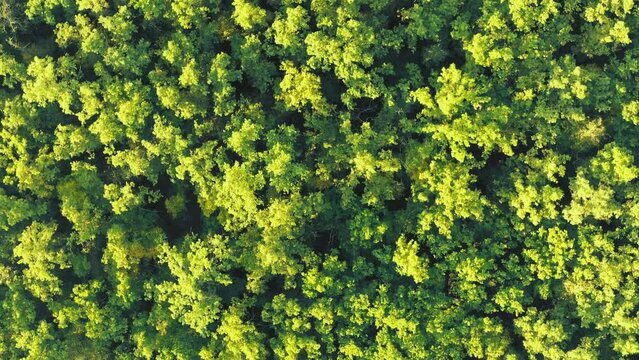 "Forest Texture" Images – Browse 648 Stock Photos, Vectors, and Video ...