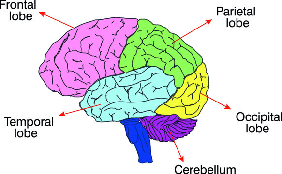 Temporal Lobe Of The Brain