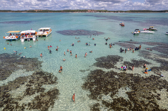 รูปภาพMaragogi – เลือกดูภาพถ่ายสต็อก เวกเตอร์ และวิดีโอ1,742 | Adobe Stock