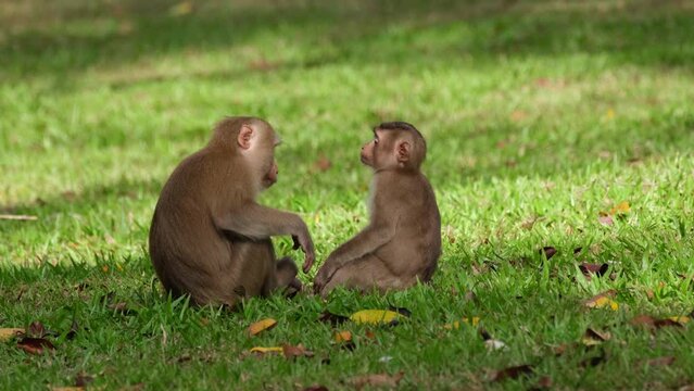 รูปภาพLeonina – เลือกดูภาพถ่ายสต็อก เวกเตอร์ และวิดีโอ2,366 | Adobe Stock
