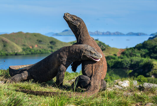 Komodo-Waran Bilder – Durchsuchen 29,412 Archivfotos, Vektorgrafiken ...