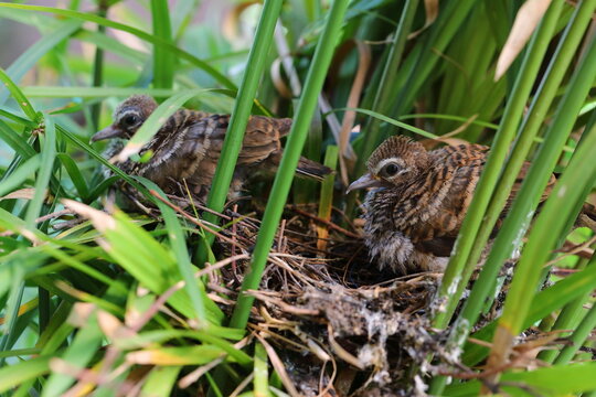 รูปภาพKurokutok – เลือกดูภาพถ่ายสต็อก เวกเตอร์ และวิดีโอ1,546 | Adobe Stock