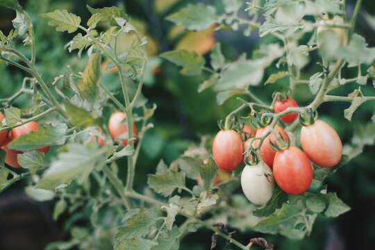 Strauchtomate Bilder – Durchsuchen 40,203 Archivfotos, Vektorgrafiken ...