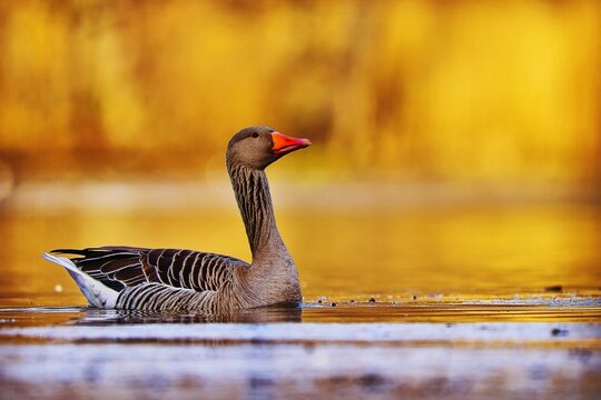 「Captivity」の画像 - 132,584 件の Stock 写真、ベクターおよびビデオ | Adobe Stock