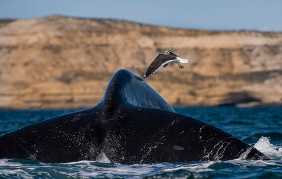 Balaenidae bilder – Bläddra bland 1,196 stockfoton, vektorer och videor ...
