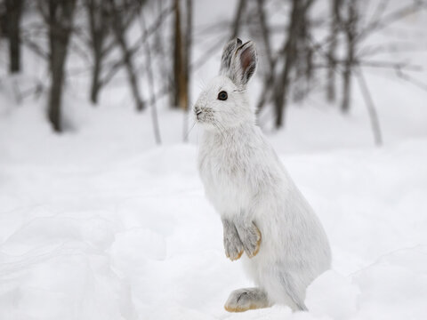 Snowshoe Rabbit In The Taiga