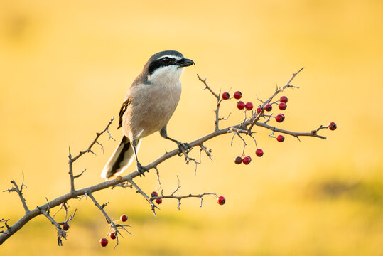 Southerner-Bilder: Stock-Fotos & -Videos. | Adobe Stock