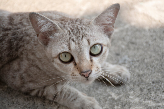 Slit-Shaped Images – Browse 37 Stock Photos, Vectors, and Video | Adobe ...