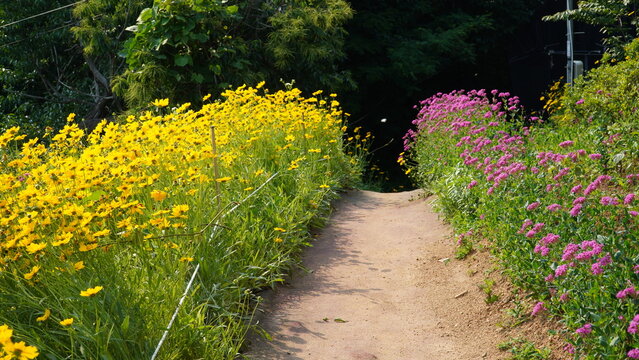 "Flower Road" Images – Browse 668 Stock Photos, Vectors, and Video ...