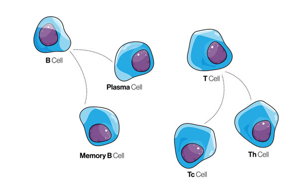 Plasmocyte-Bilder: Stock-Fotos & -Videos. | Adobe Stock