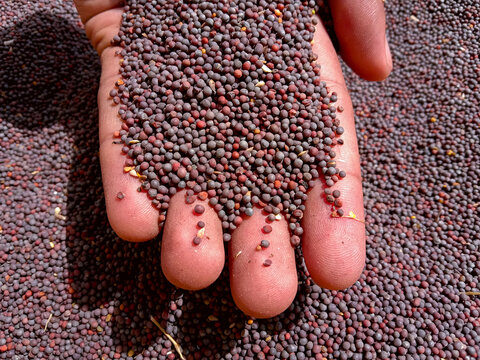 รูปภาพSarso – เลือกดูภาพถ่ายสต็อก เวกเตอร์ และวิดีโอ688 | Adobe Stock