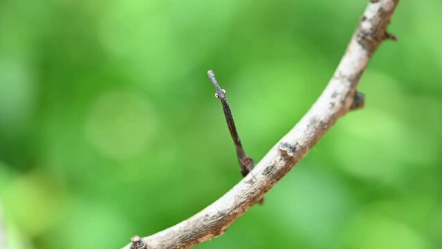 Tarachodidae Images – Browse 259 Stock Photos, Vectors, and Video ...