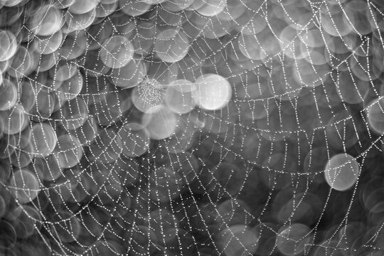 "Spider Net" Images – Browse 1,381 Stock Photos, Vectors, and Video ...