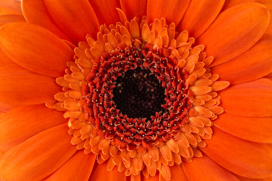 Flowerhead Images – Browse 640,024 Stock Photos, Vectors, and Video ...