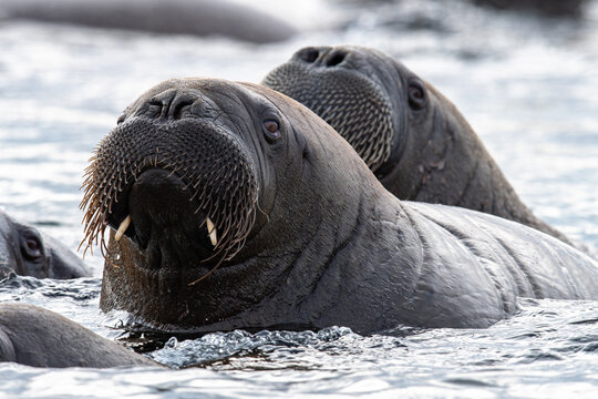 รูปภาพWalrus – เลือกดูภาพถ่ายสต็อก เวกเตอร์ และวิดีโอ27,705 | Adobe Stock