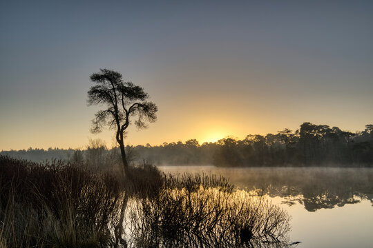 Imágenes de Groot: descubre bancos de fotos, ilustraciones, vectores y ...