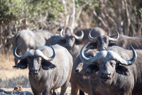 「Gnus」の画像 - 2,515 件の Stock 写真、ベクターおよびビデオ | Adobe Stock