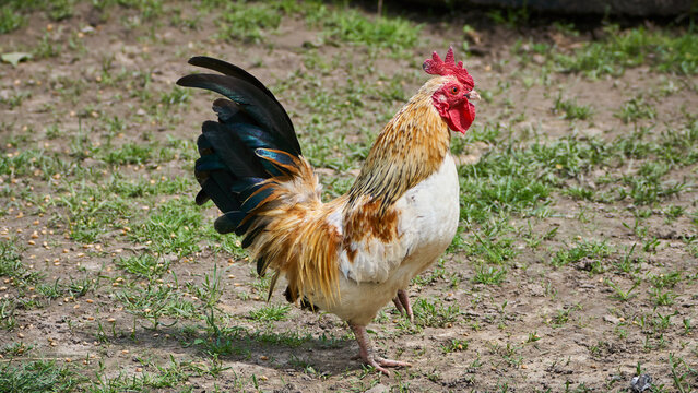 Imágenes de Kogut: descubre bancos de fotos, ilustraciones, vectores y ...