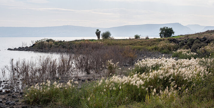 Imágenes de Golan: descubre bancos de fotos, ilustraciones, vectores y ...