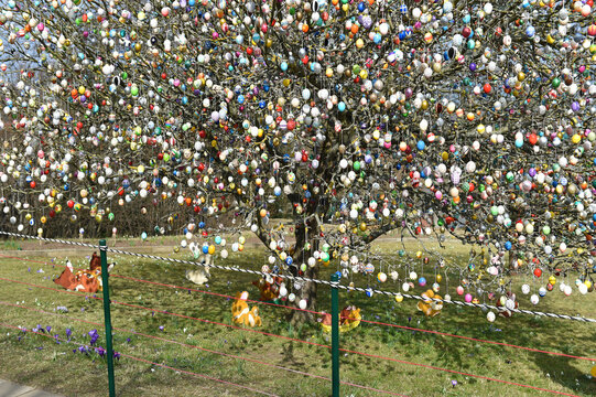 รูปภาพOstereierbaum – เลือกดูภาพถ่ายสต็อก เวกเตอร์ และวิดีโอ149 | Adobe ...