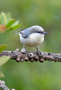 Pygmaea Bilder – Durchsuchen 500 Archivfotos, Vektorgrafiken und Videos ...