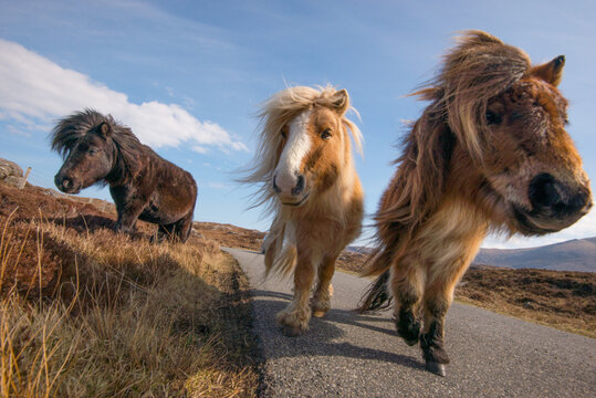 Wild Horses And Ponies