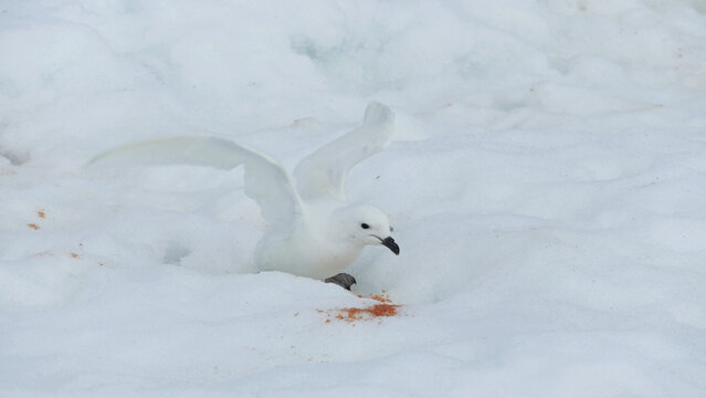 "Snow Petrel" Images – Browse 130 Stock Photos, Vectors, and Video ...